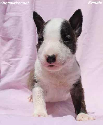 MINI BULL TERIJER ŠTENCI