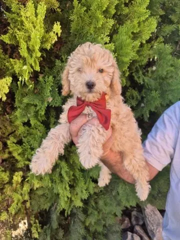 LABRADOODLE F1B PRESLATKI ŠTENCI