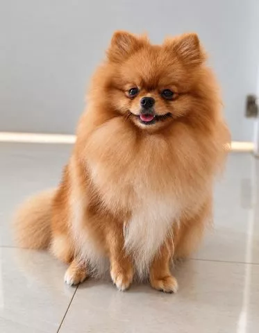 PRELEPA MLADA TINEJDZERKA POMERANAC