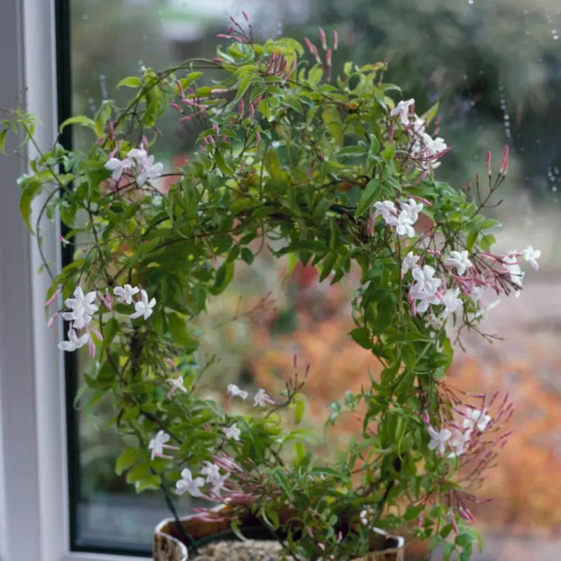Jasmin roze