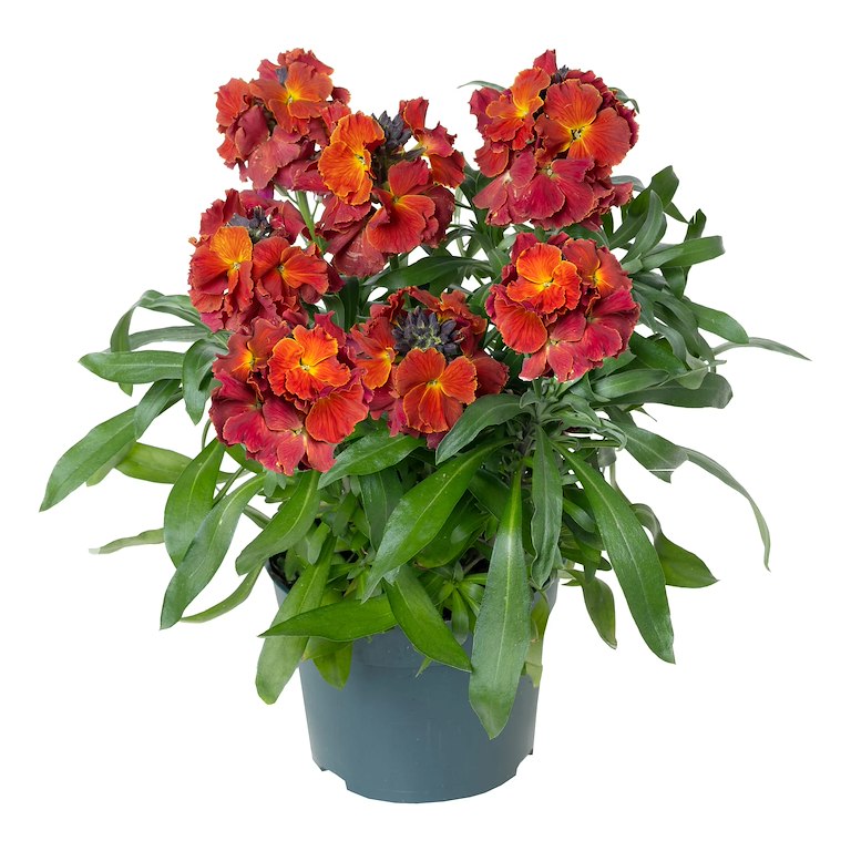 Erysimum linifolium ‘Erysistible’ fire- Šeboj crveni