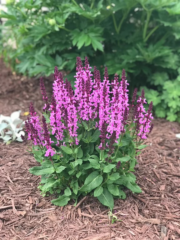 Salvia nemorosa rose- Salvija roza
