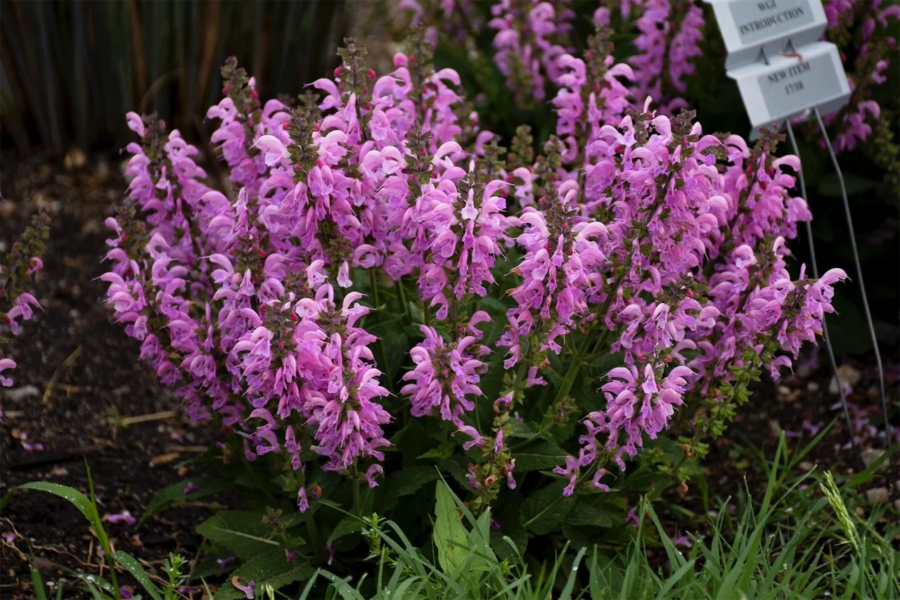 Salvia pratensis ‘Pretty in Pink’ -Salvia