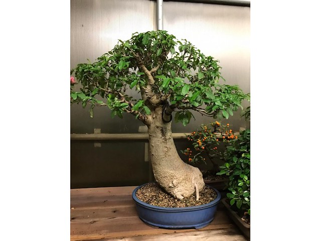 Baobab (seme) Adansonia digitata