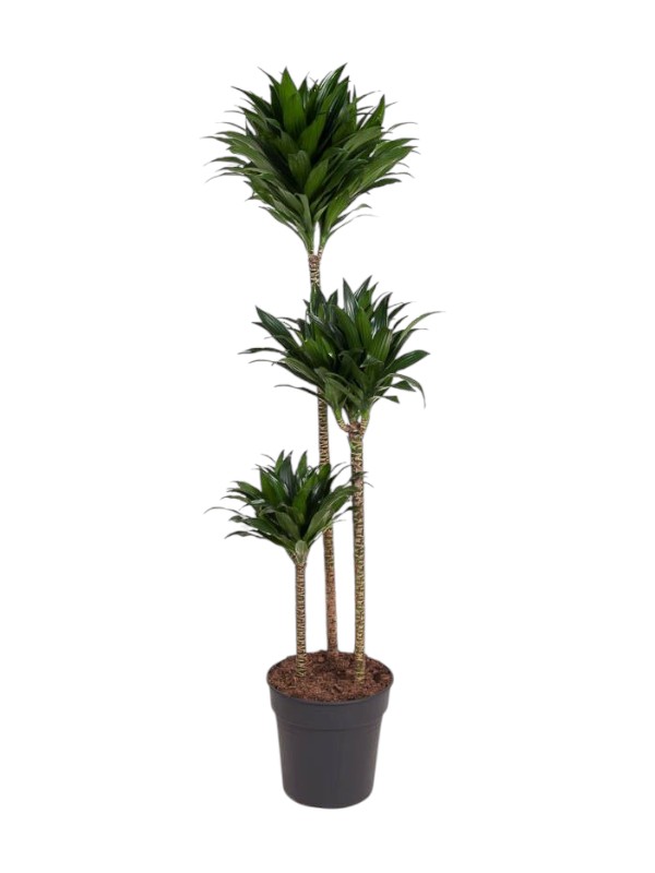 Dracena ‘Compacta’