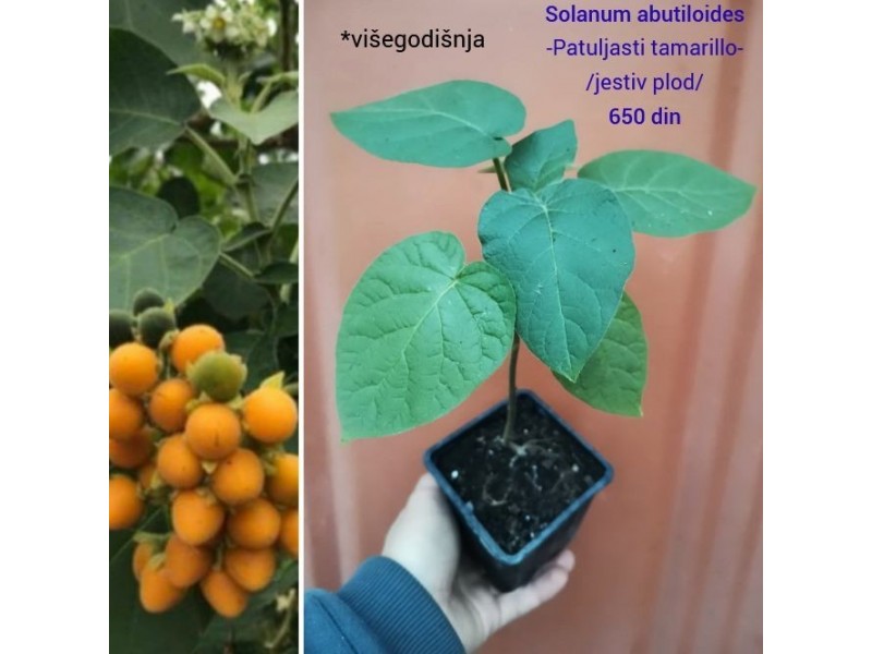Solanum abutiloides (Patuljasti tamarillo)