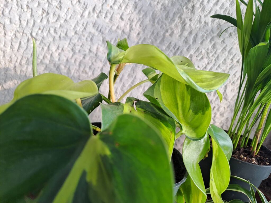 Filadendron Brasil sa prve slike je 800, Palma Areca sa druge je 800