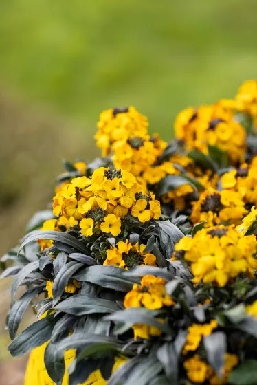 Erysimum linifolium ‘Erysistible’ yelow- Šeboj žuti