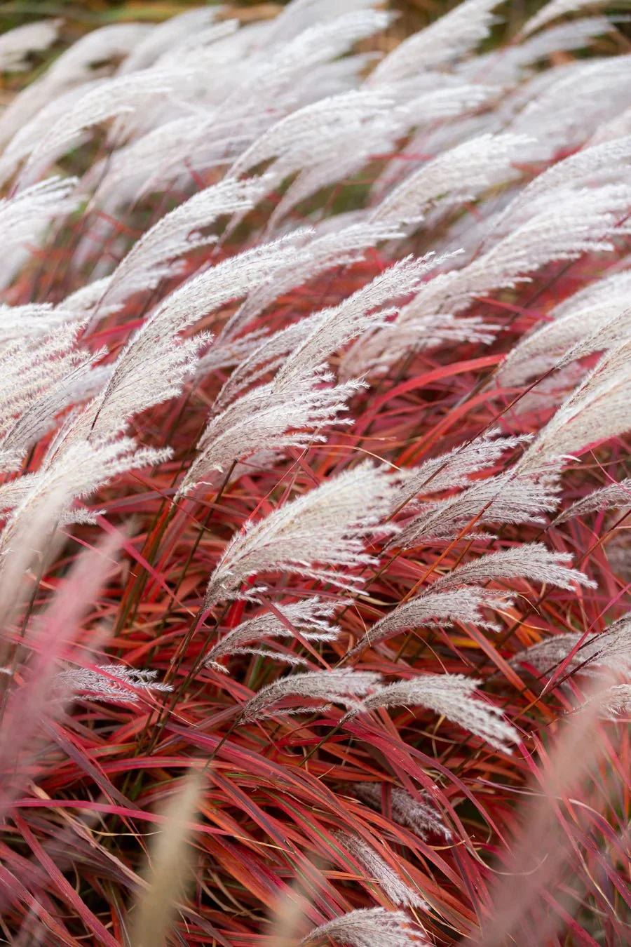 Miscanthus sinensis ‘Lady in Red’- Šaš crveni