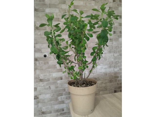 HRISTOV TRN (EUPHORBIA MILII)