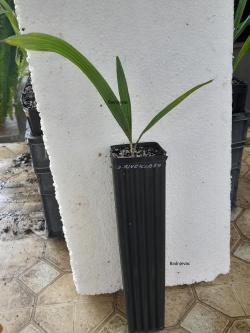 Sabal palmetto Riverside