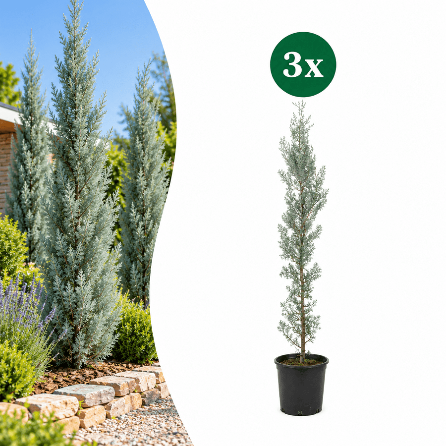 Arizonski čempres 160–170 cm – paket 3 sadnice