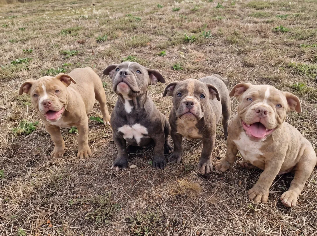 EXOTIC BULLY ŠTENCI