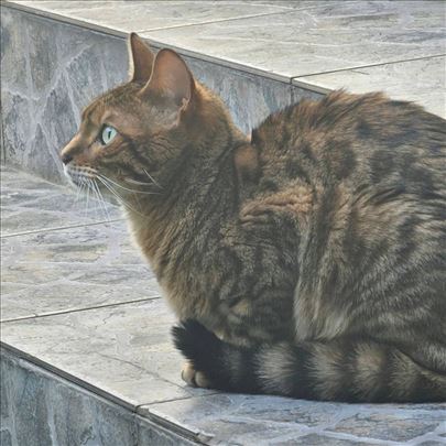 Nestao mačak Laki (Vračar / Crveni Krst)