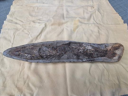 Rhacolepis buccalis 3D riba fosil