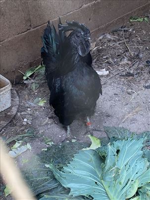 Ayam cemani