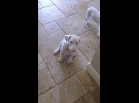 Jedinstveni albino štenci dobermana... kontaktirajte me putem WhatsAppa na: +44 7453 907158