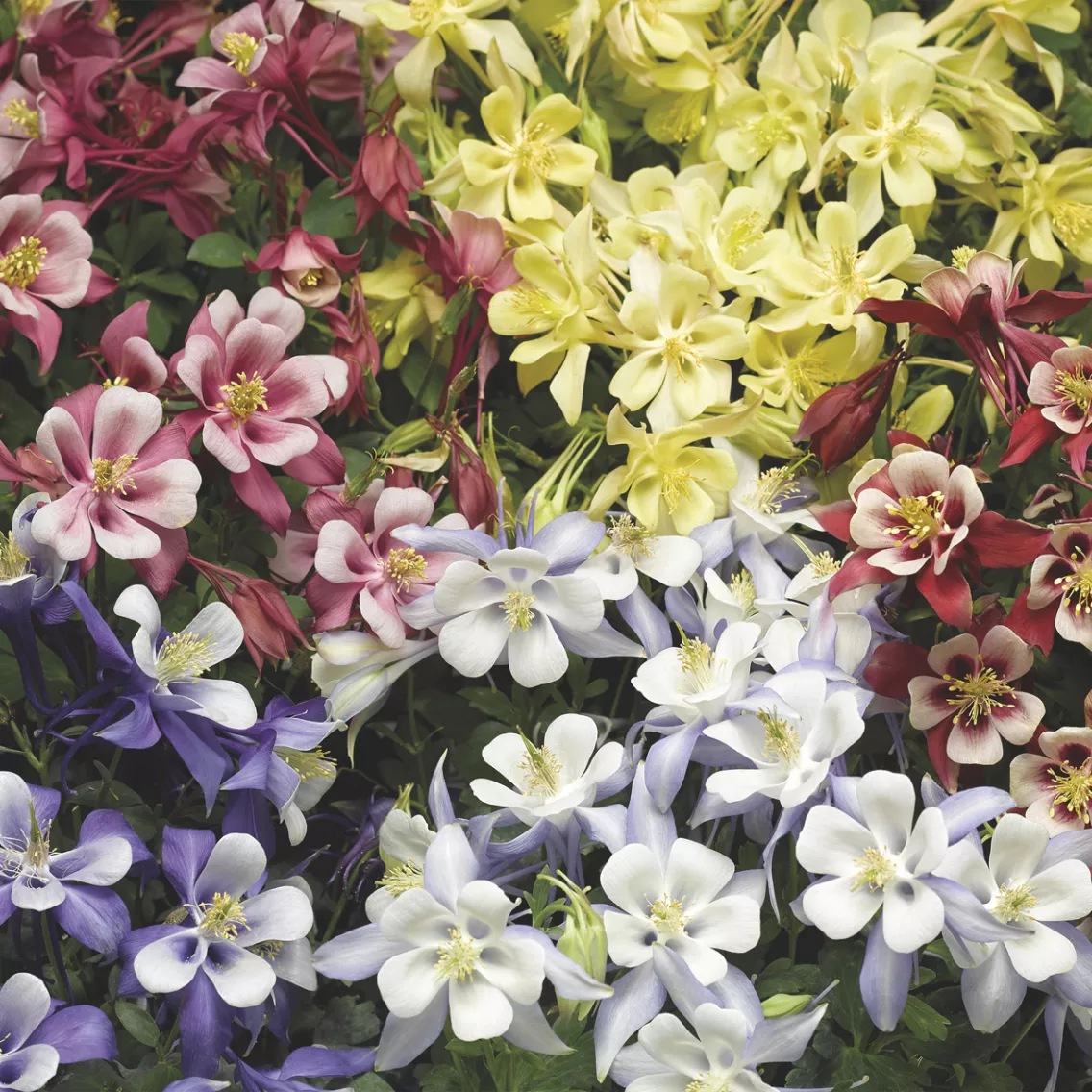 Aquilegia caerulea kirigami- Akvilegija