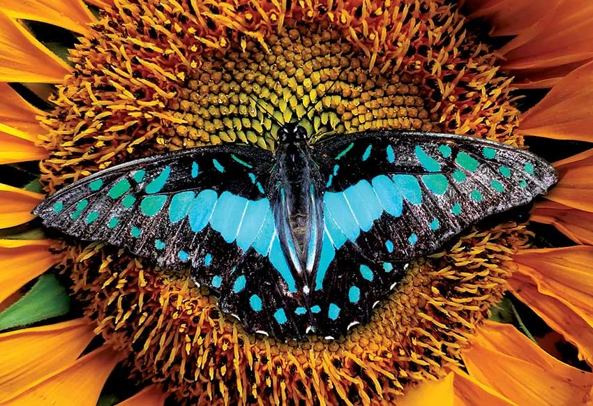 PUZZLE 250kom COLOURFUL NATURE BUTTERFLY