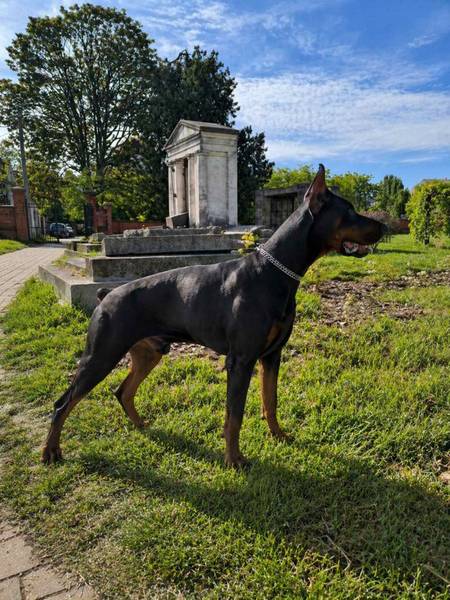 Slobodan za parenje: Crni mužjak DOBERMANA – ŠAMPION MLADIH SRBIJE
