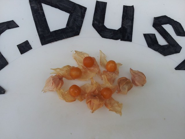 Physalis peruviana (Peruanska jagoda) 150 semena