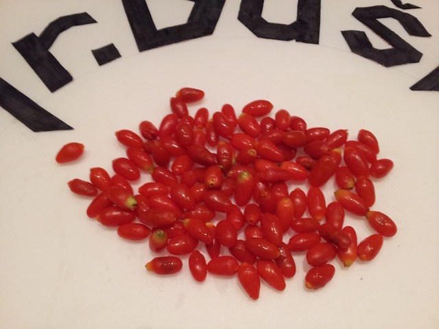 Godži (Goji Lycium barbarum) 500 semenki