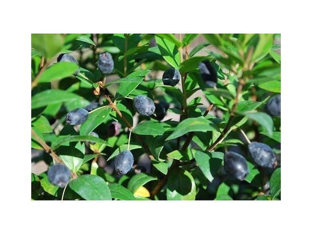 Mirta (Myrtus communis) 15 semena