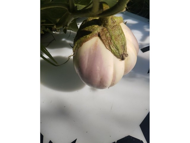 Patlidžan Italian Bianca Sfumata di Rosa 100 semena