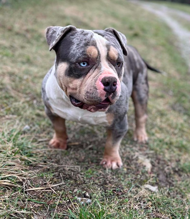 American bully pocket mužjak i ženka na prodaju