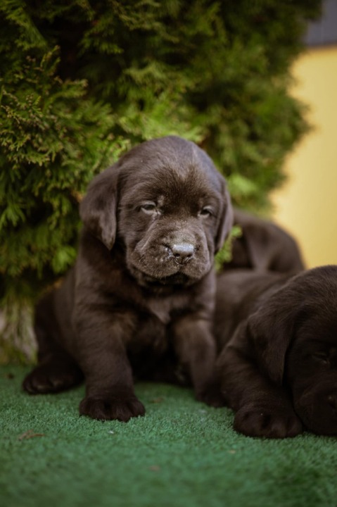 Labrador retriver braon štenci