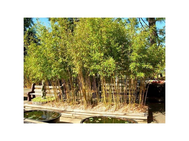 Bambus zlatni sitnolisni - Phyllostachys aurea 2 god.