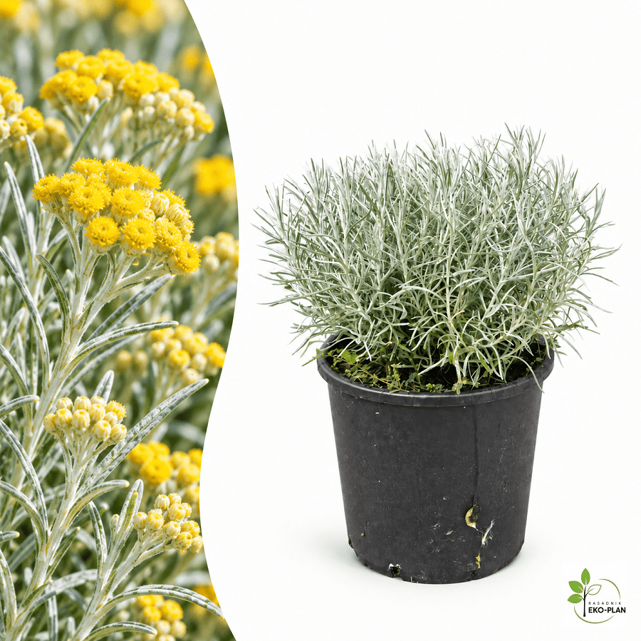 Helichrysum italicum – Smilje 7 L, žbun