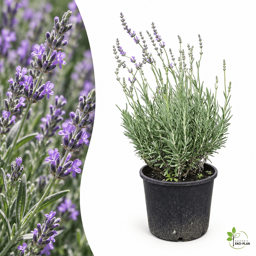 Lavandula angustifolia – Lavanda 7 L, žbun