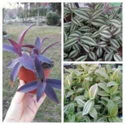 Tradescantia 3 biljke