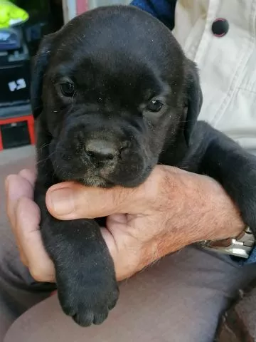 STENCI CANE CORSO
