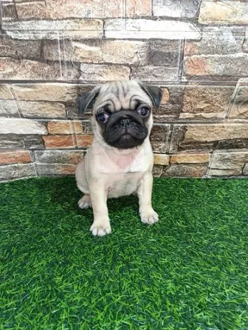 MOPS, ŽENSKO ŠTENE