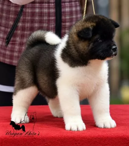 AMERIČKA AKITA, ŠTENAD OBA POLA