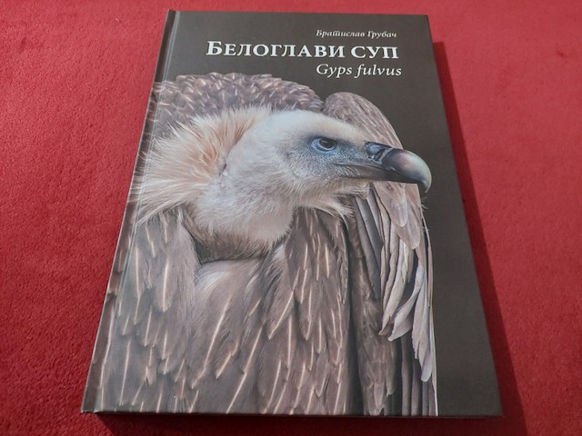 Beloglavi sup Bratislav Grubač TOP