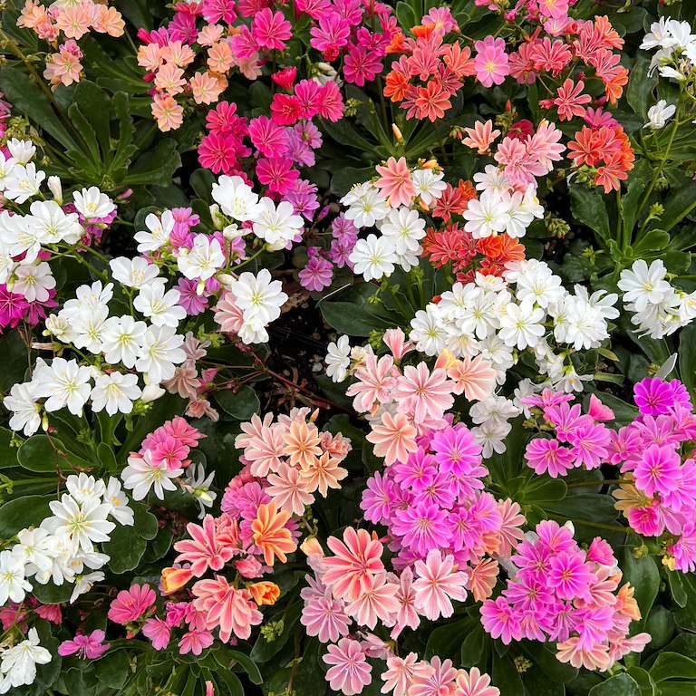 Lewisia cotyledon ‘Elise Bright Mix’- Levisija mix