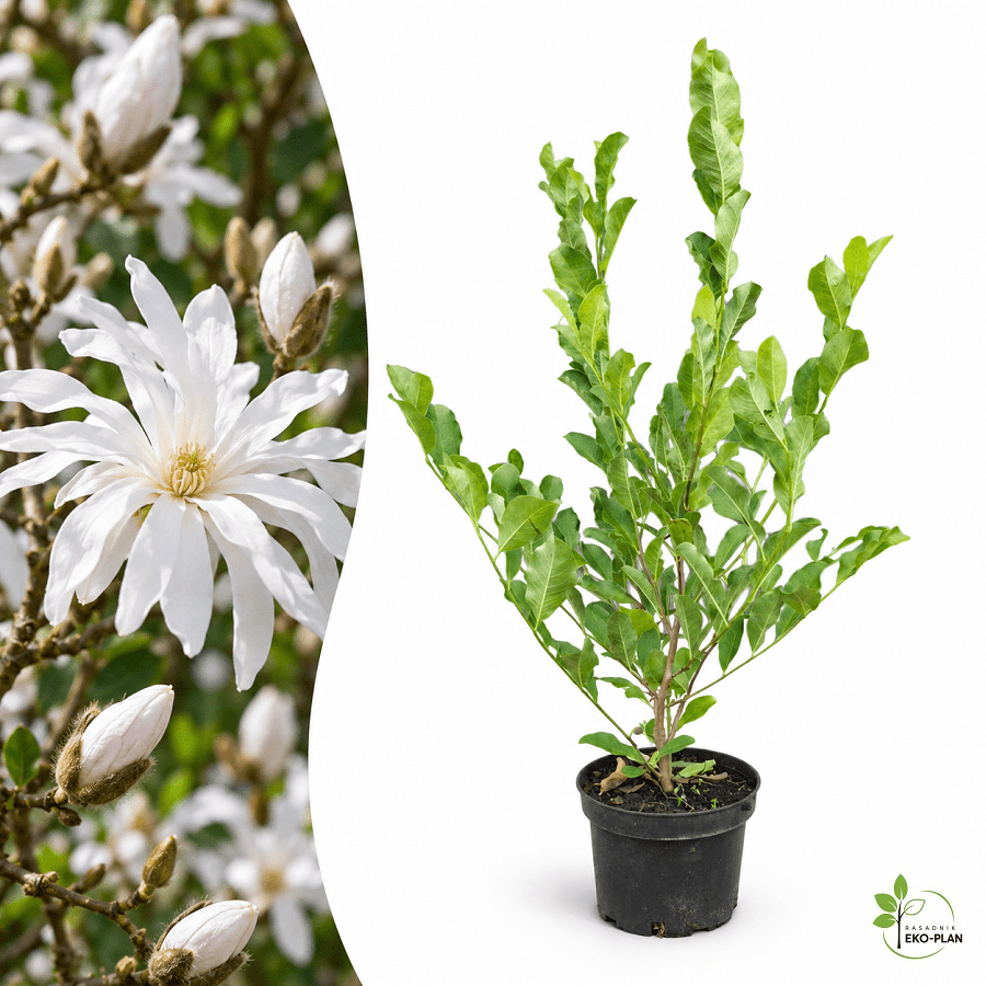 Magnolia stellata Royal Star – Zvezdasta magnolija 100cm