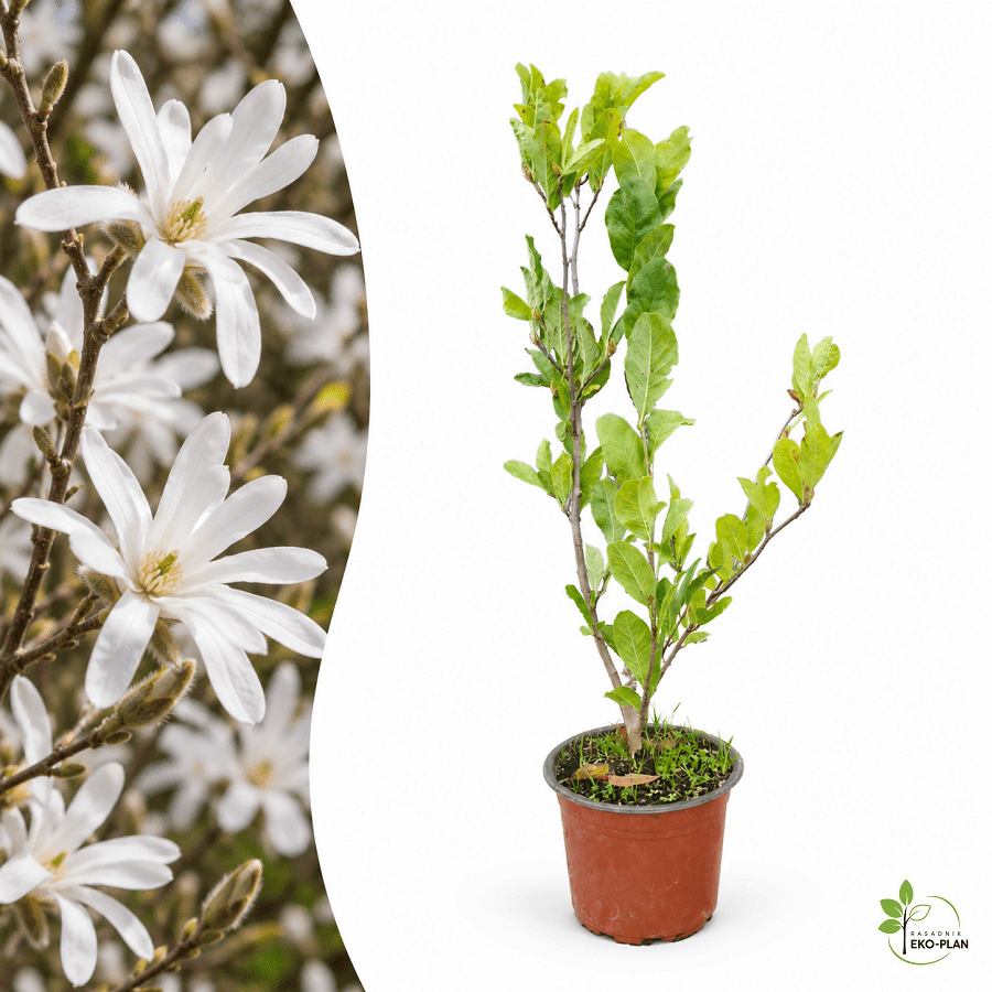 Magnolia stellata – Zvezdasta magnolija 80 cm