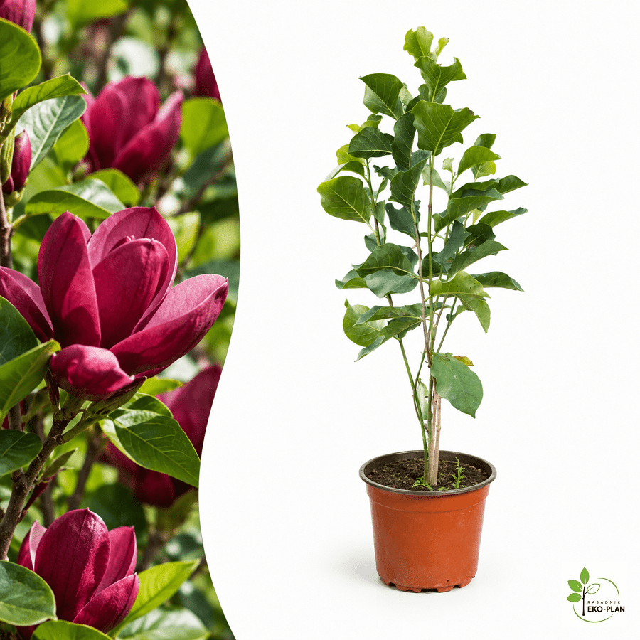 Magnolia Genie 90 cm