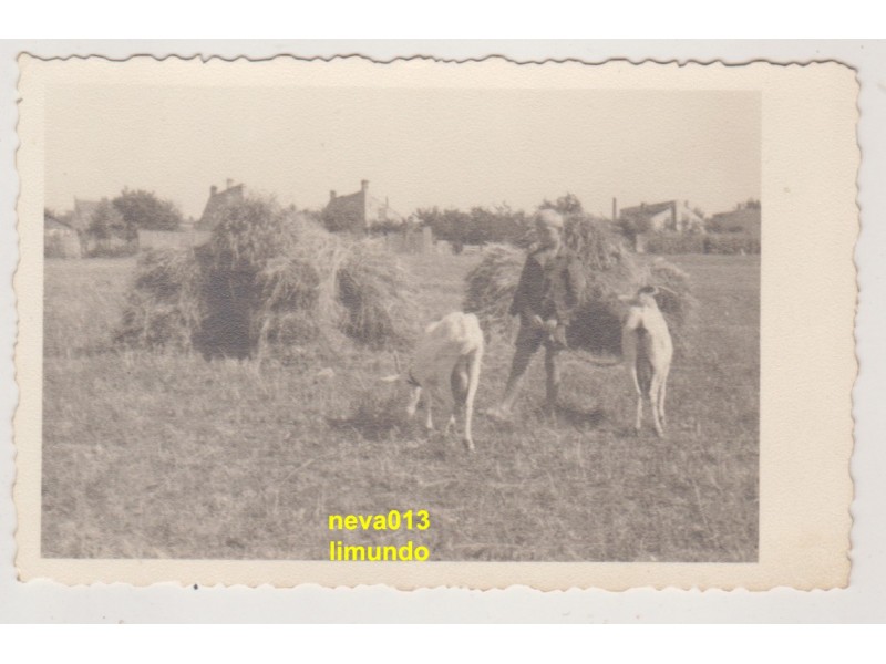 Stara FOTOGRAFIJA - decak na livadi sa kozama