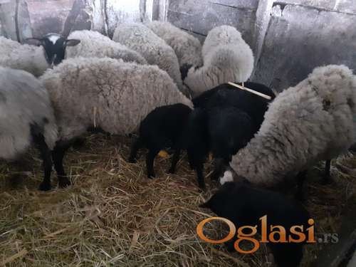 stado romanovskih ovaca sa jaganjcima