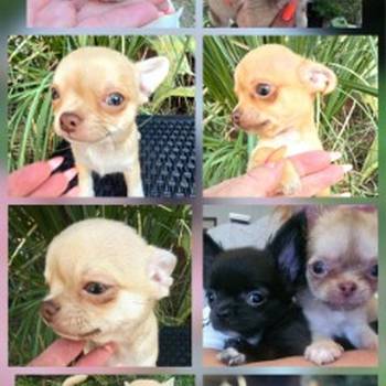 Mini i mikro čivave