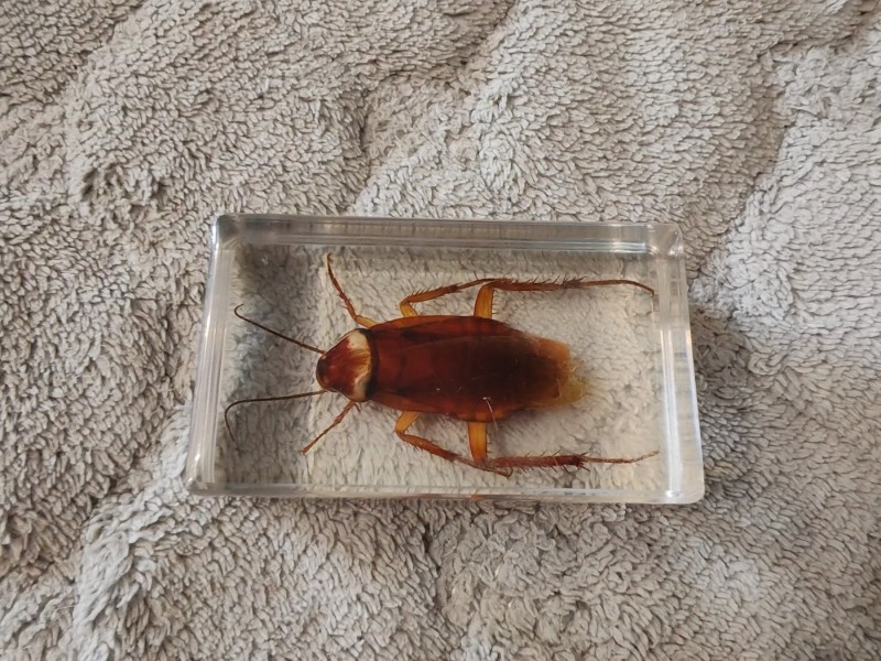 Pravi Insekti i Bube Americka Bubasvaba Kao Novo