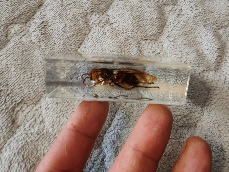 Pravi Insekti i Bube Br 6 Strsljen Kao Novo