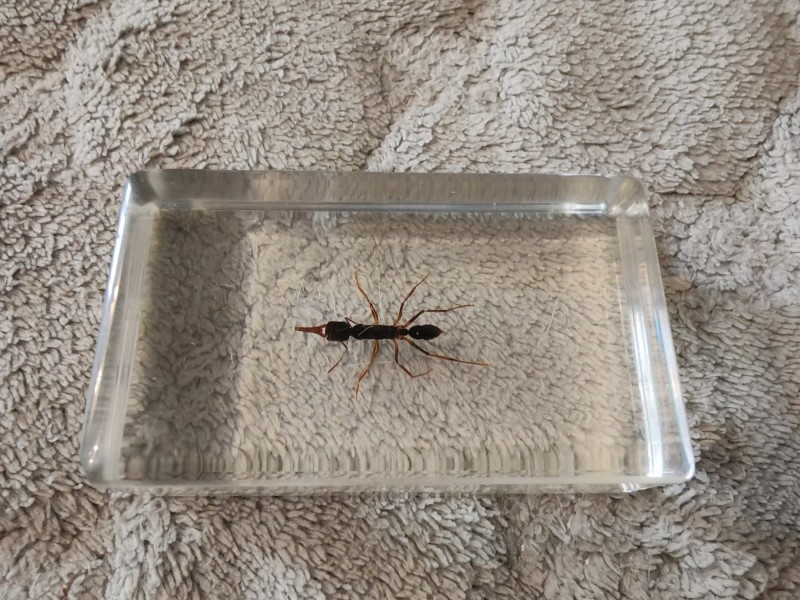 Pravi Insekti i Bube Br 8 Dzinovski Mrav Skakac Novo