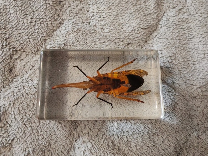 Pravi Insekti i Bube Br 5 Buba Fenjer Kao Novo
