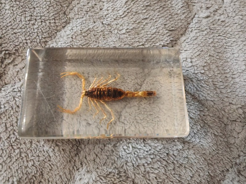 Pravi Insekti i Bube Br 1 Skorpija Kao Novo